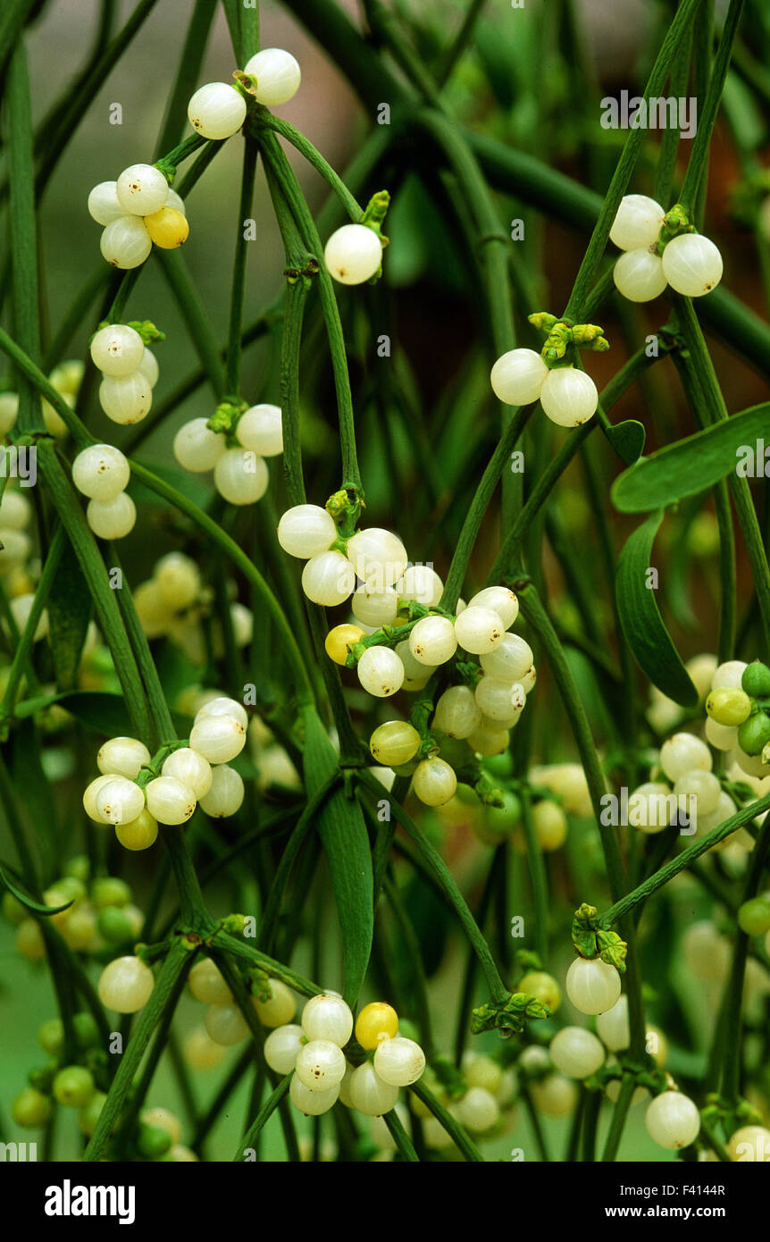Gui naturel Banque de photographies et d’images à haute résolution - Alamy