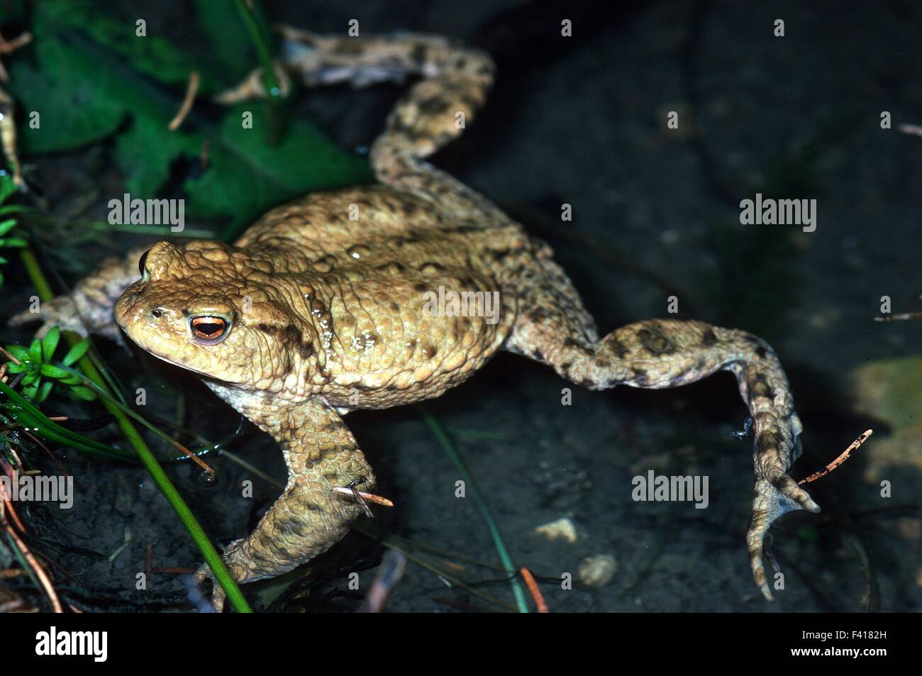 Toad toads Banque de photographies et d’images à haute résolution - Alamy