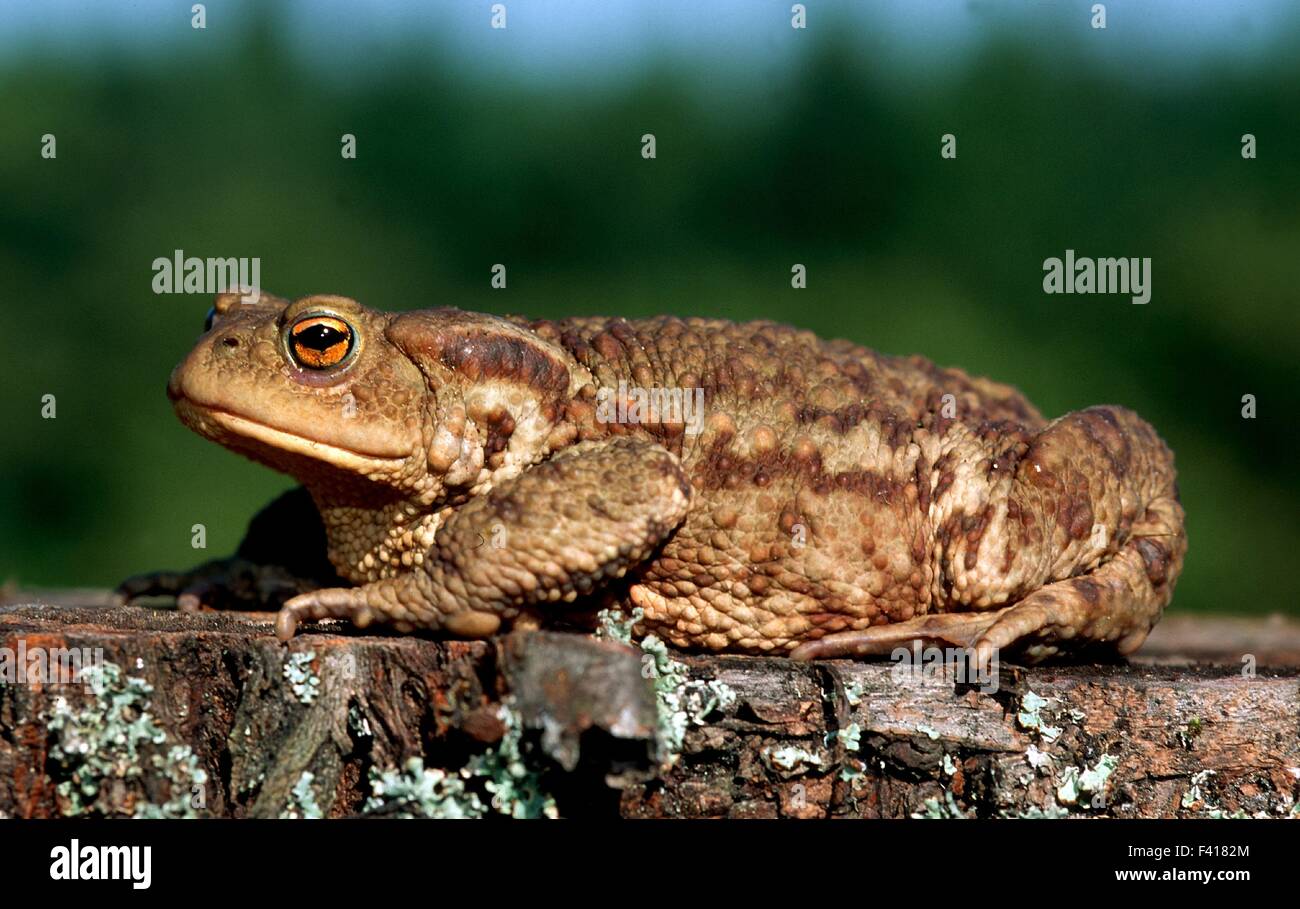 Crapauds en train de se reproduire Banque de photographies et d’images ...