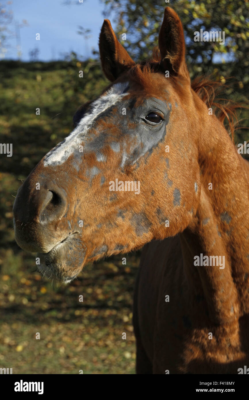 Cheval malade Banque de photographies et d’images à haute résolution ...