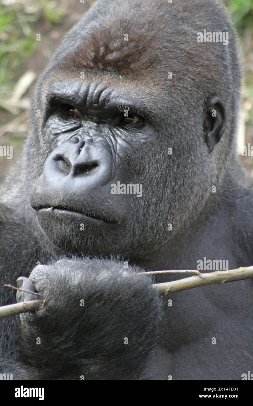 Grand singe Banque de photographies et d’images à haute résolution - Alamy