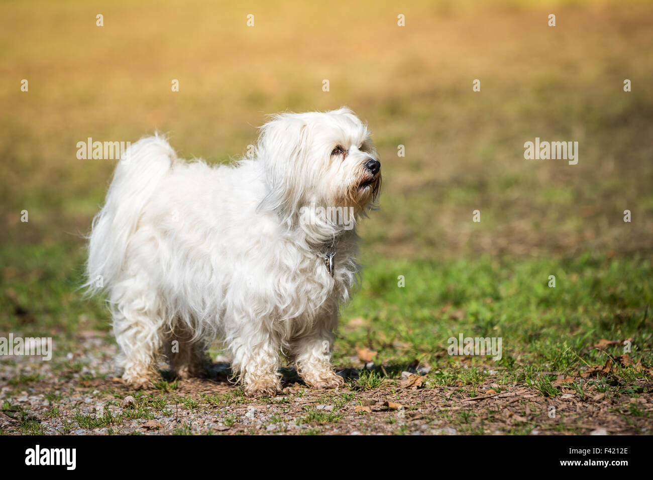 Chien fier Banque de photographies et d’images à haute résolution - Alamy