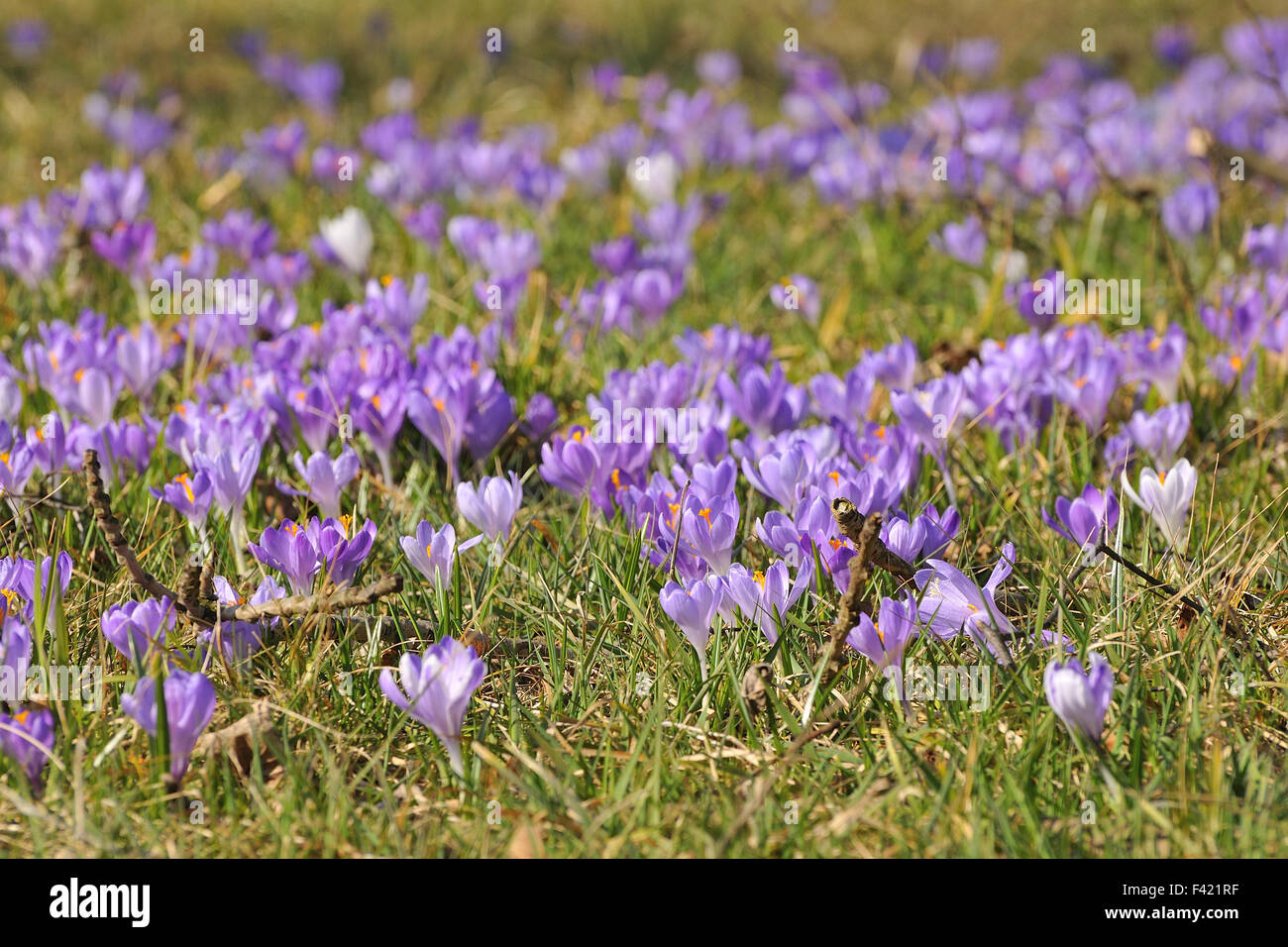Crocus sauvages Banque de photographies et d’images à haute résolution ...