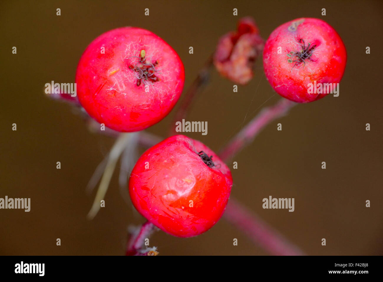 Fruits de cendre de montagne Banque de photographies et d’images à ...