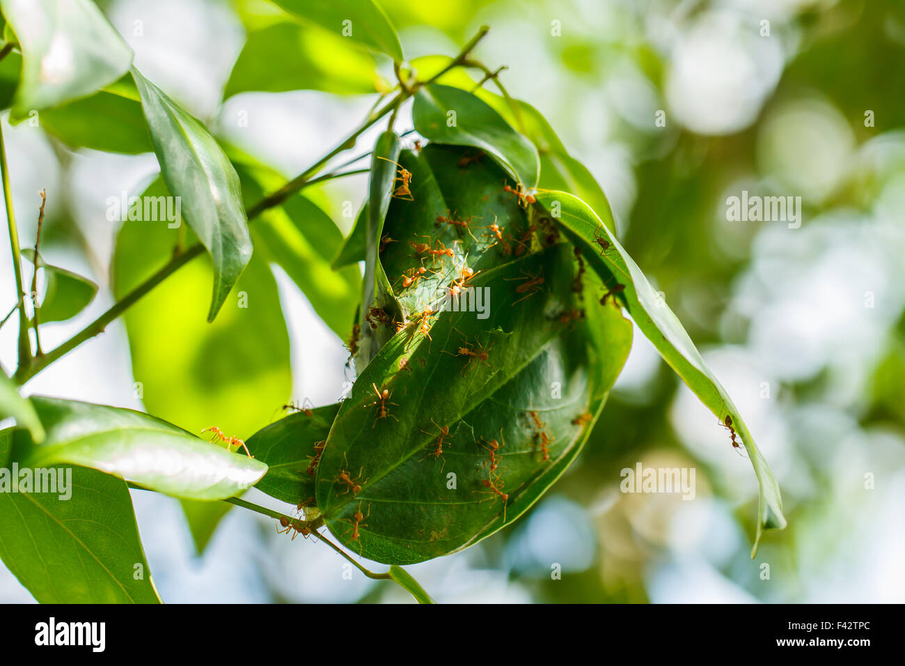 Fourmis sur l'arbre Banque de photographies et d’images à haute ...