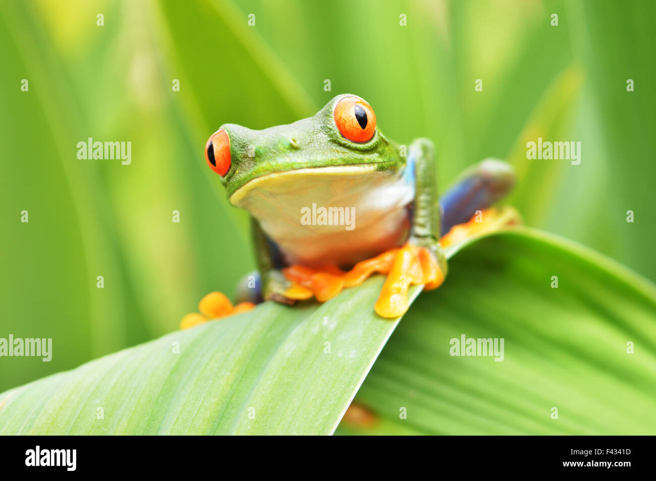 Grenouille arboricole aux yeux rouges (agalychnis callidryas Photo ...