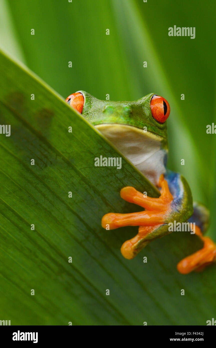 Rainette yeux rouge Banque de photographies et d’images à haute ...