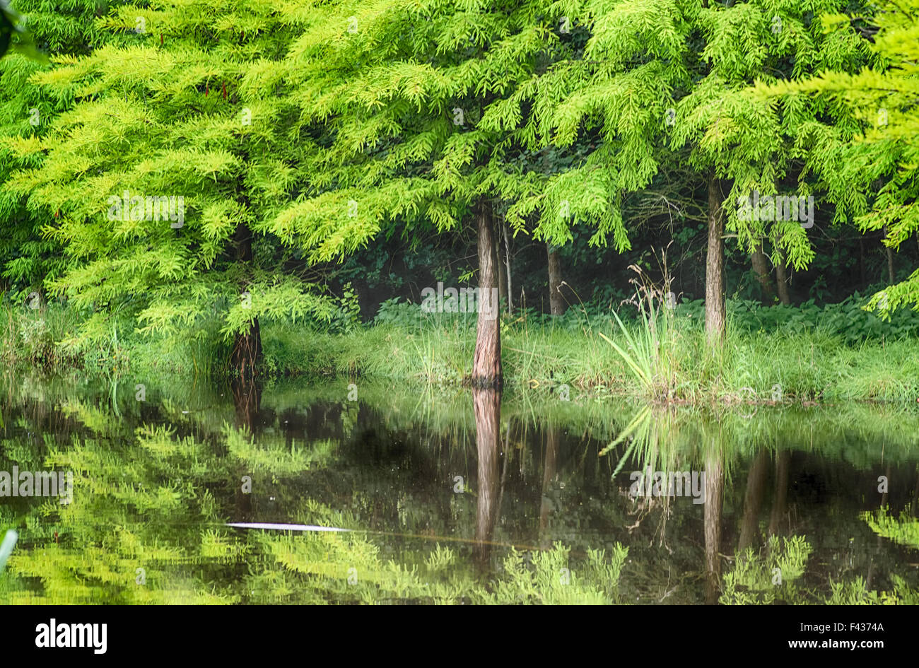 Paysage vert Banque de photographies et d’images à haute résolution - Alamy