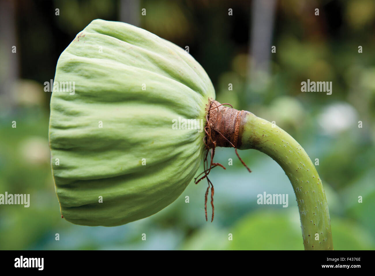 Lotus pod Banque de photographies et d’images à haute résolution - Alamy
