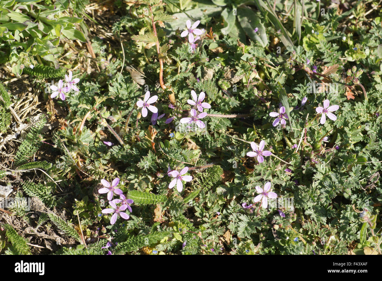 Filaree storksbill Banque de photographies et d’images à haute ...