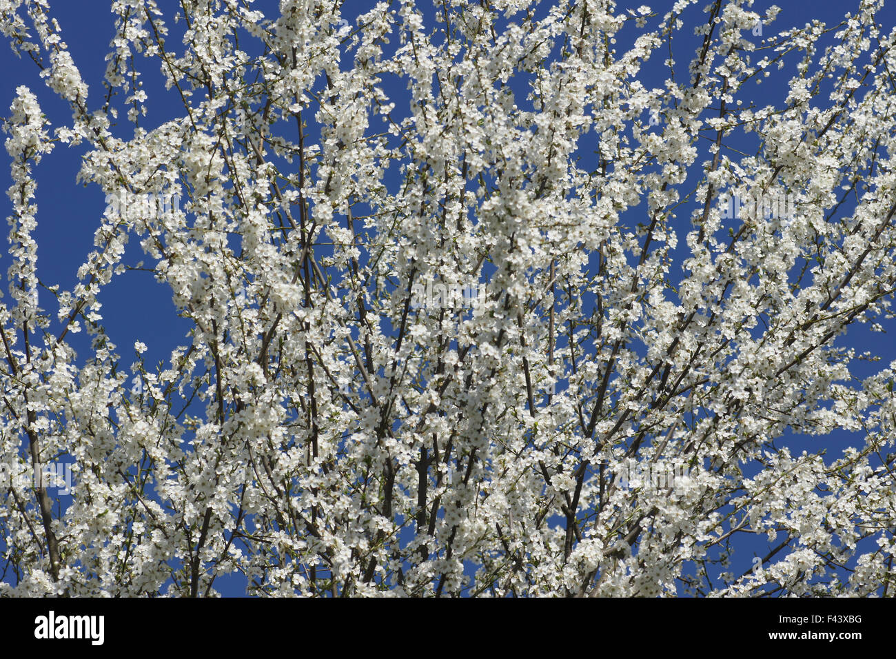 Fleurs de prunier sauvages Banque de photographies et d’images à haute ...
