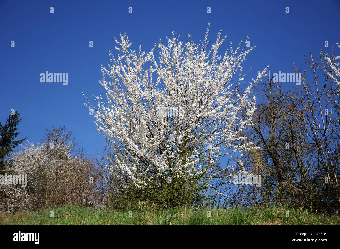 Fleur de prunier sauvage Banque de photographies et d’images à haute ...