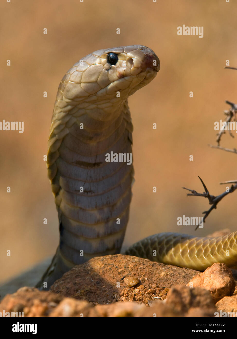Alerte cobra Banque de photographies et d’images à haute résolution - Alamy
