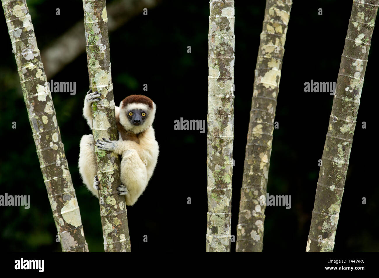 Verreaux Sifaka Banque d'image et photos - Alamy