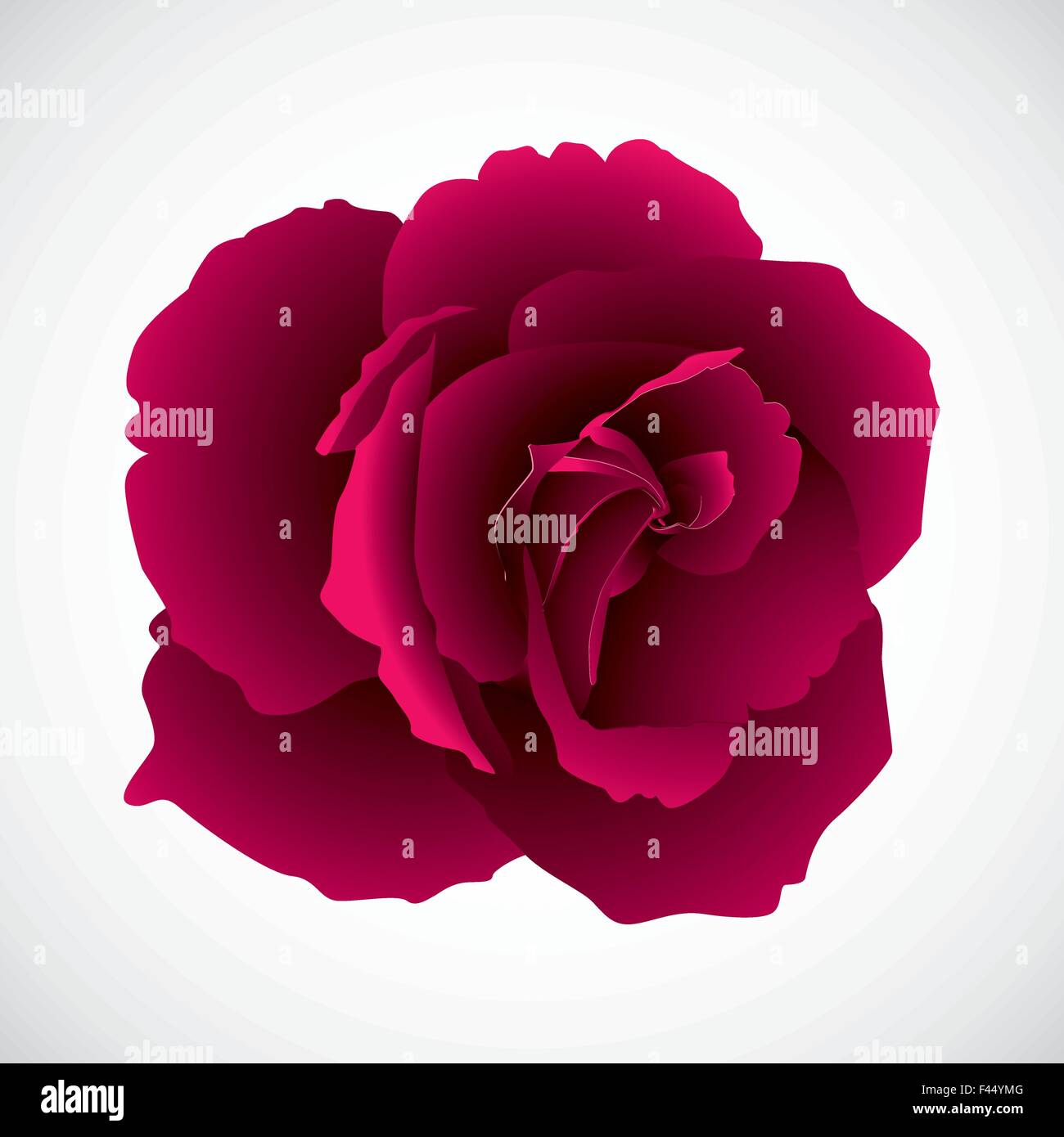 Rose vector vectors Banque de photographies et d’images à haute ...