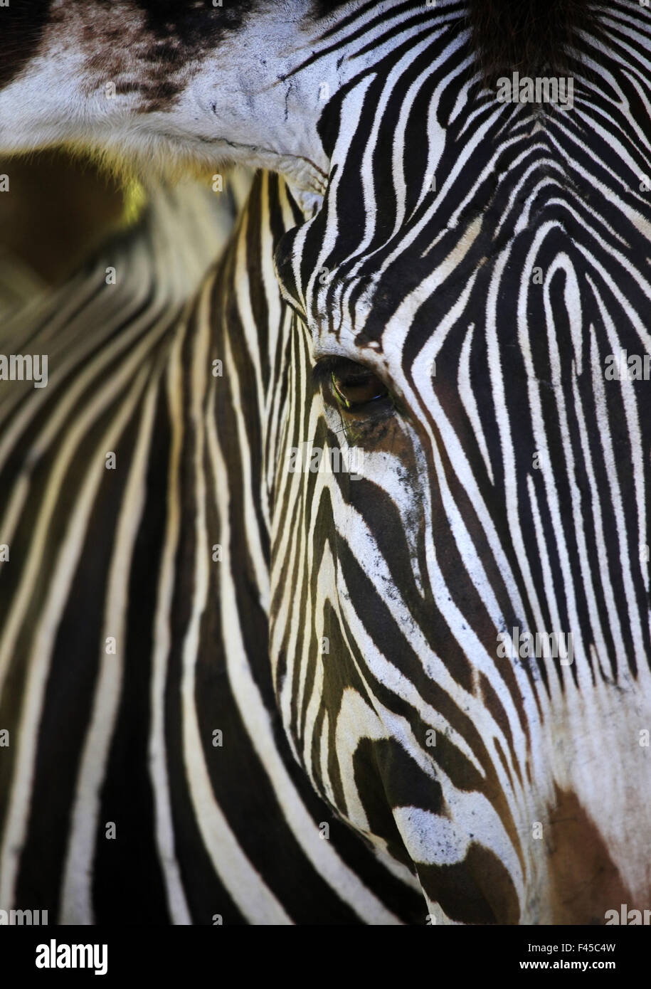 Zebra strips Banque de photographies et d’images à haute résolution - Alamy