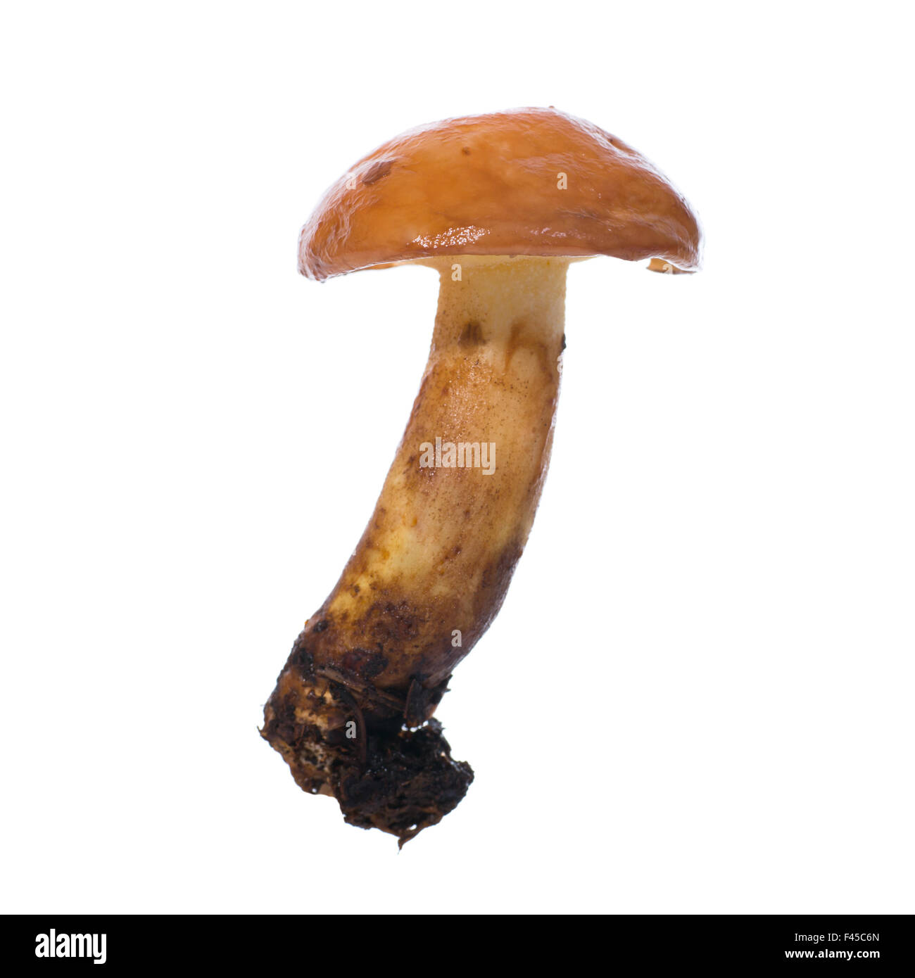 Champignon comestible Banque de photographies et d’images à haute ...
