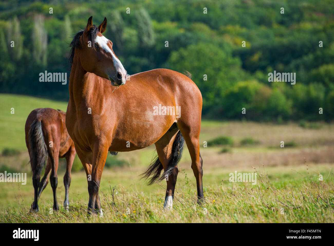 Cheval Bai Noir Banque d'image et photos - Alamy