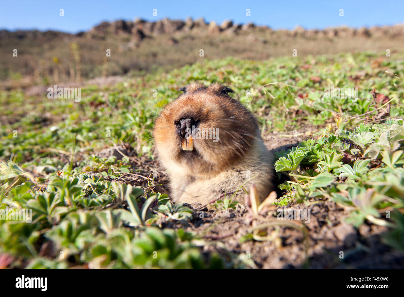 Rat taupier Banque de photographies et d’images à haute résolution - Alamy