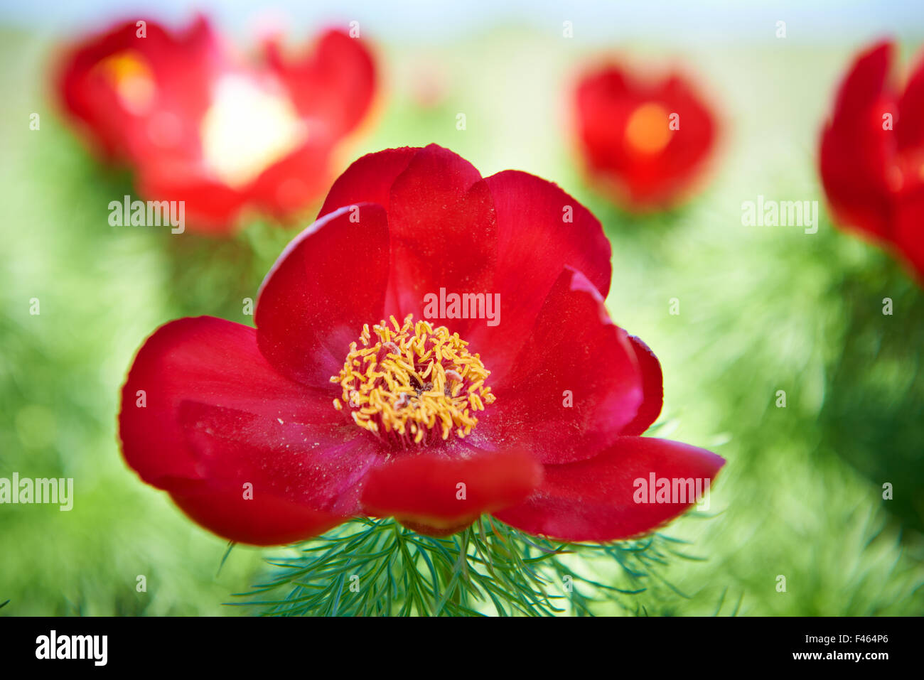 Belles fleurs rouges Banque de photographies et d’images à haute ...