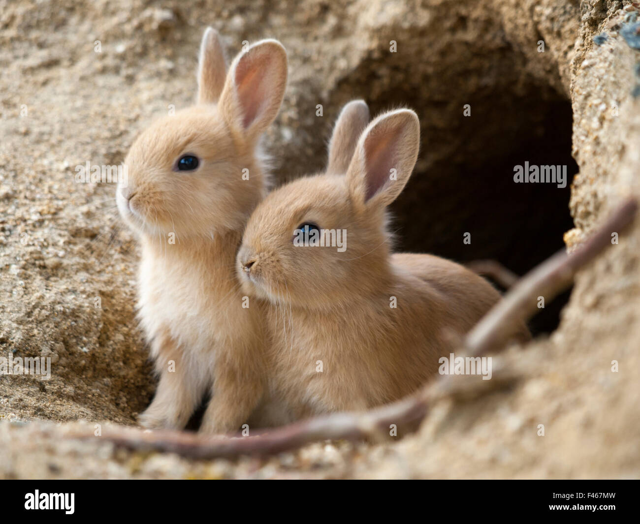 Les sauvages lapin (Oryctolagus cuniculus) bébés à terrier. L'Île ...
