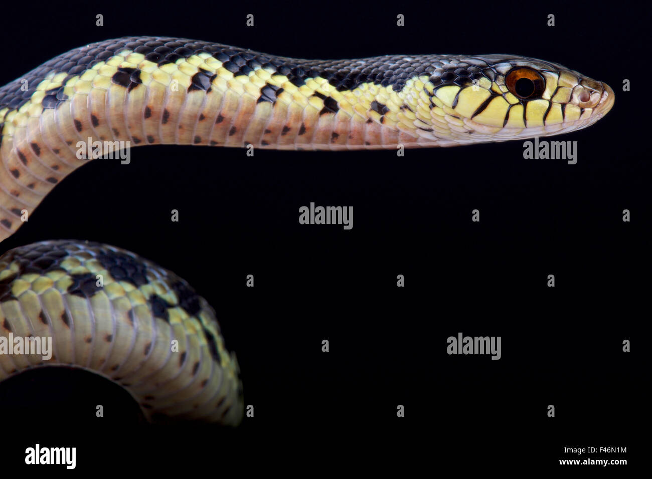 Couleuvre à nez plat géant malgache (Leioheterodon madagascariensis ...