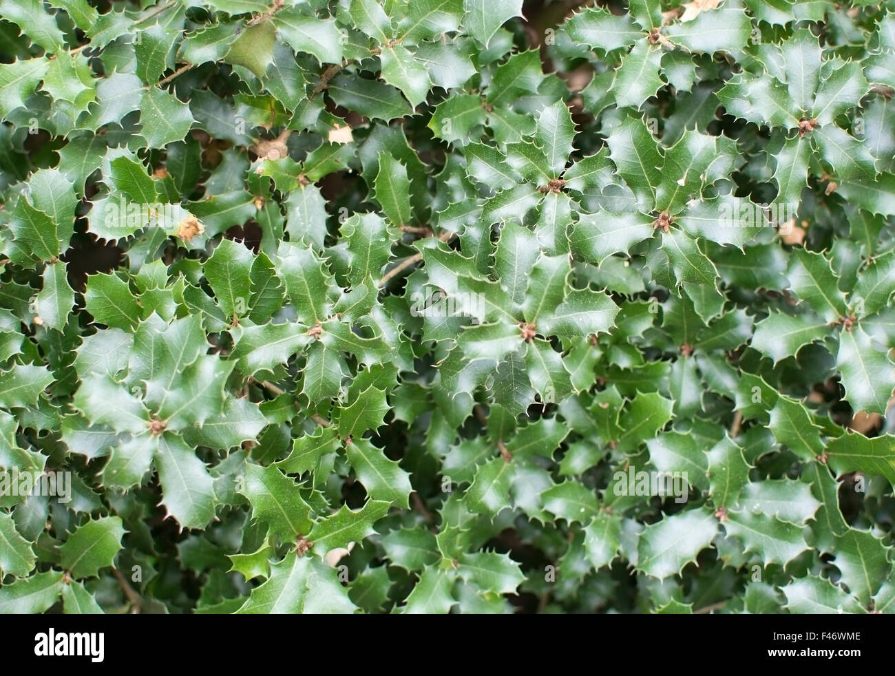 Quercus coccifera Banque de photographies et d’images à haute ...