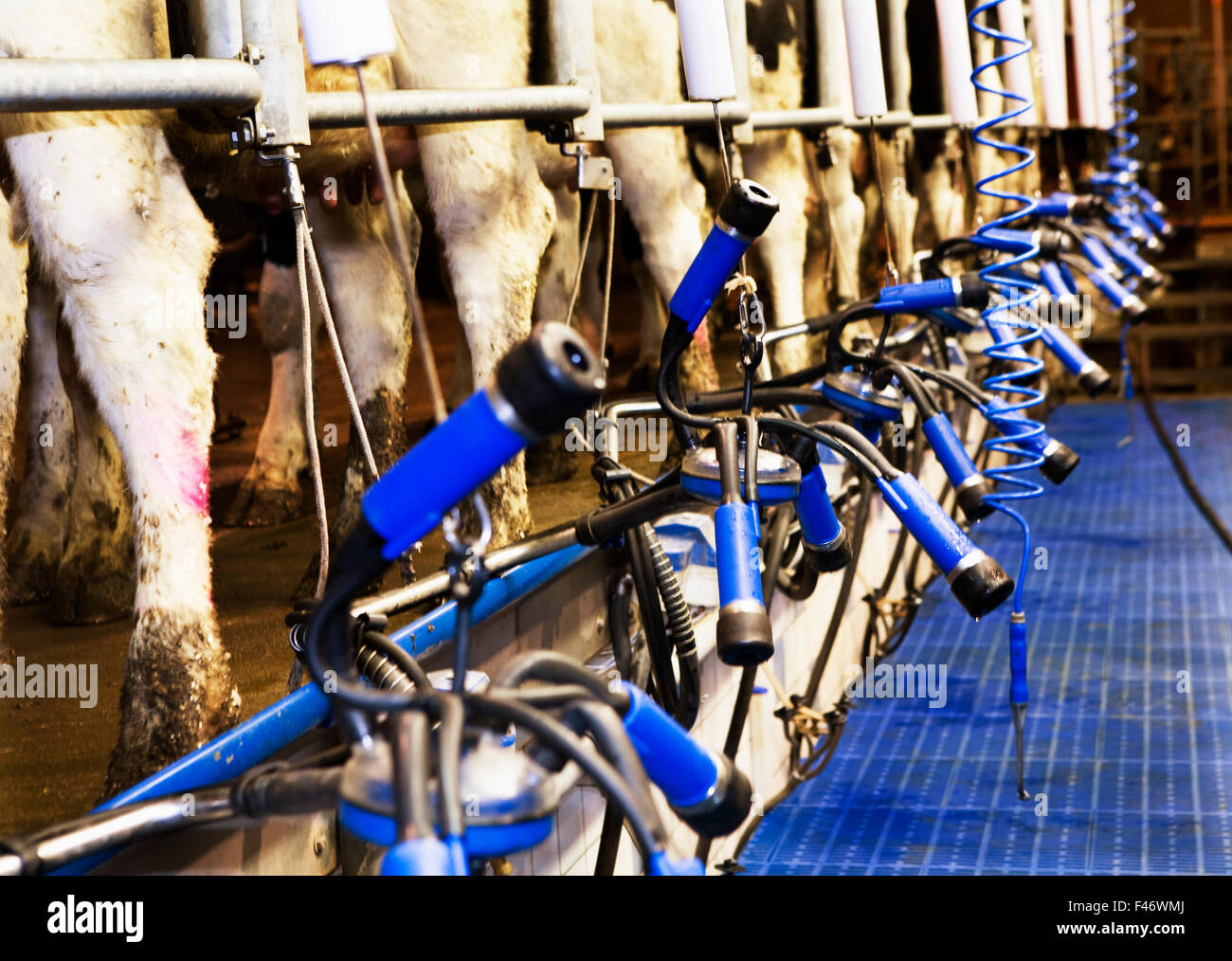 Une machine à traire les vaches et dans une grange, la Suède Photo ...