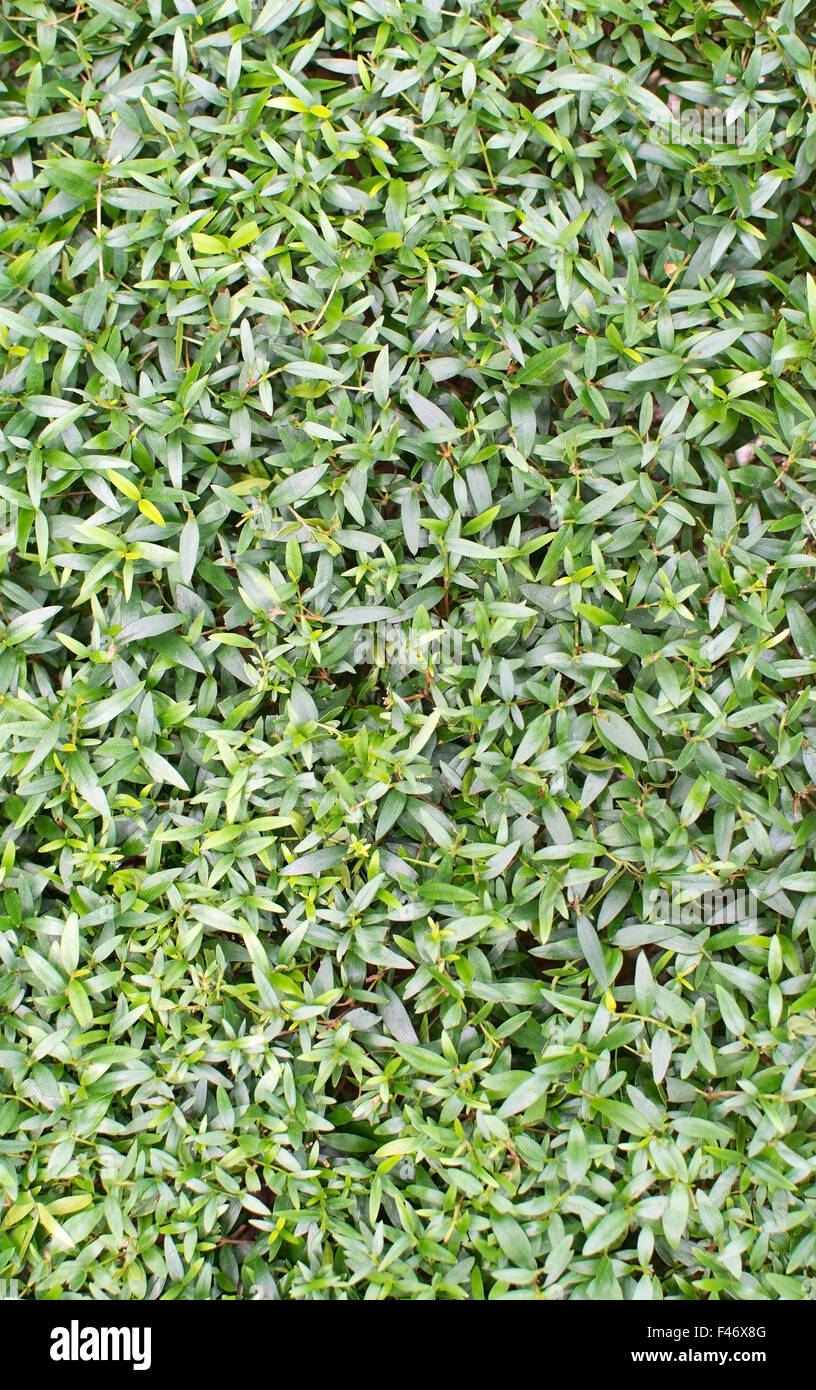 Les feuilles de myrte Myrtus communis plein cadre méditerranéen, plante ...