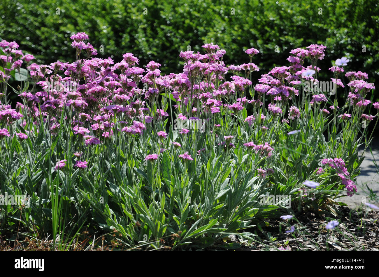 Fleur de jupiter Banque de photographies et d’images à haute résolution ...