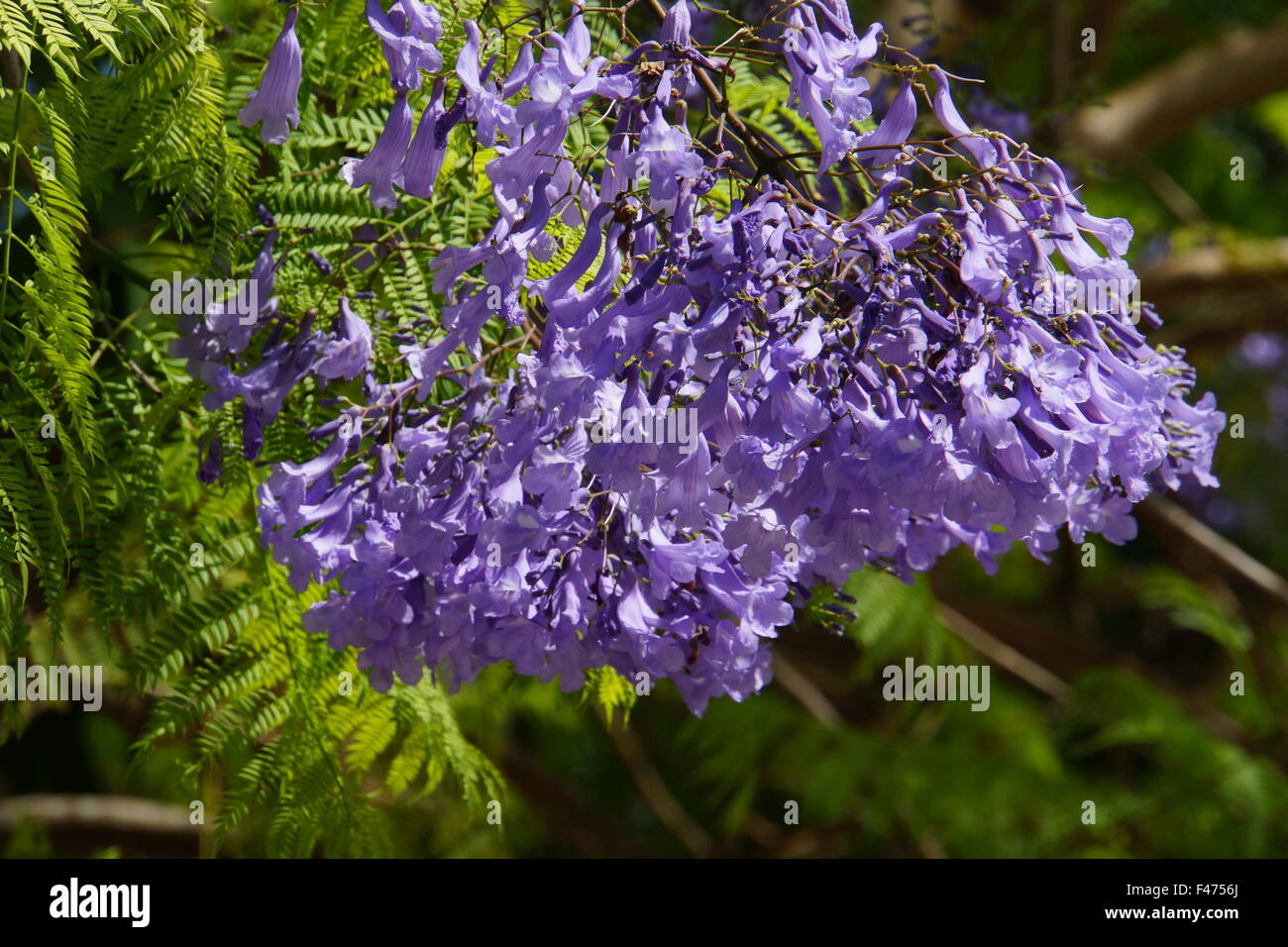 Jacaranda acutifolia Banque de photographies et d’images à haute ...