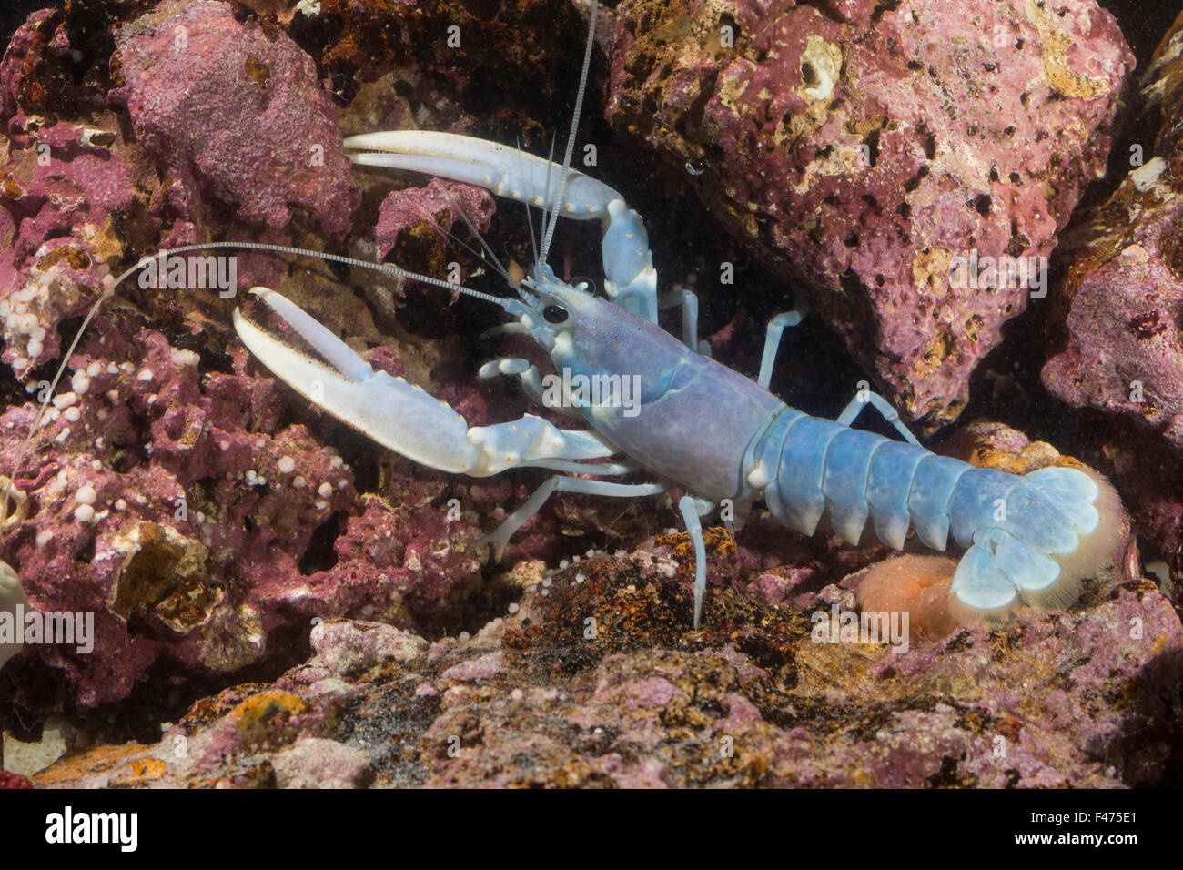 Homarus vulgaris Banque de photographies et d’images à haute résolution ...