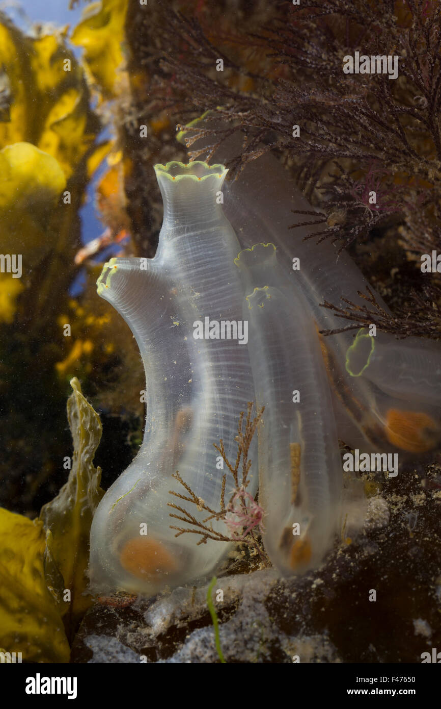 Mer jaune Banque de photographies et d’images à haute résolution - Alamy