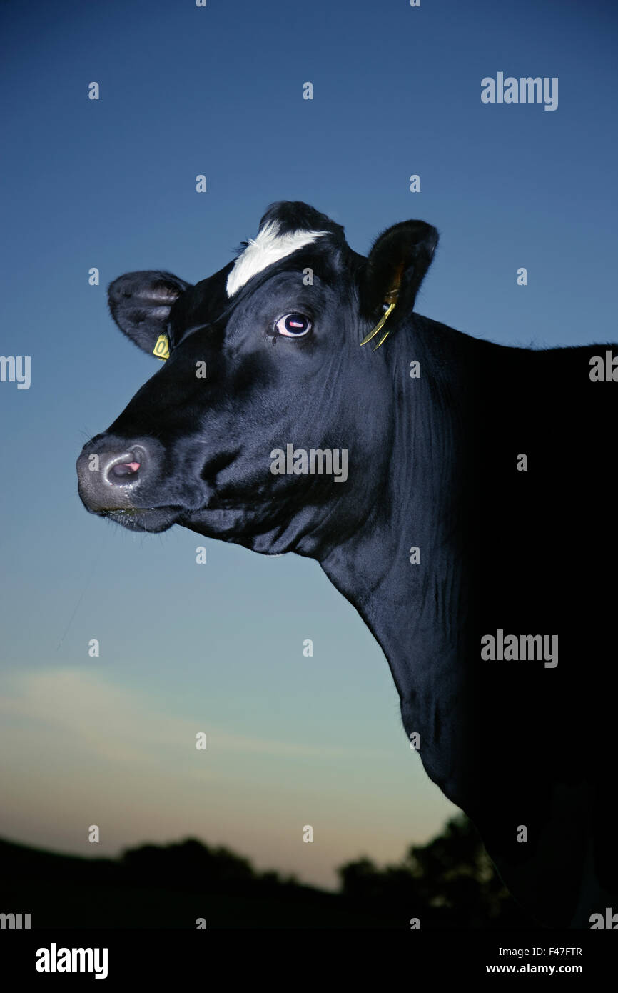 Portrait De Vache Banque d'image et photos - Alamy
