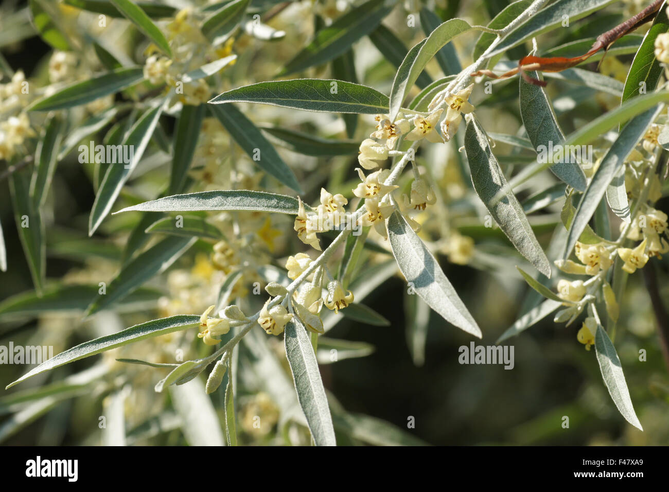 Eleagnus angustifolia Banque de photographies et d’images à haute ...