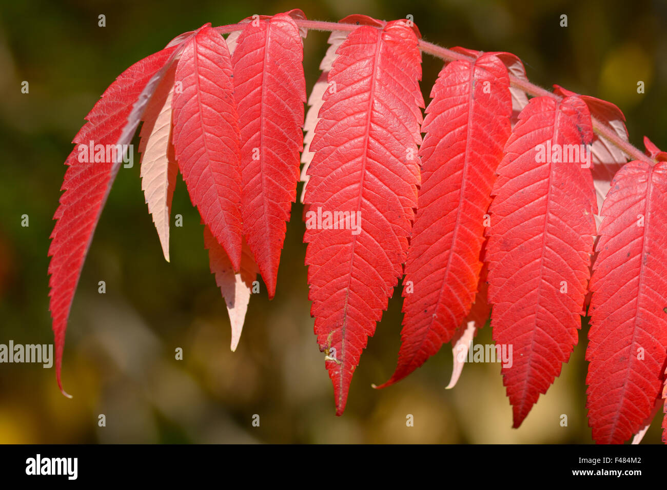 Feuilles De L'arbre Du Ciel Ailanthus Altissima Banque d'image et ...