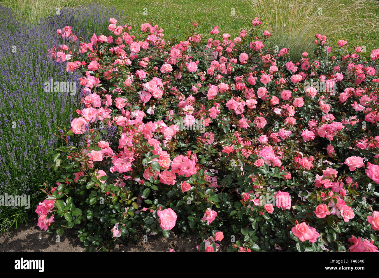 Des roses Banque de photographies et d’images à haute résolution - Alamy
