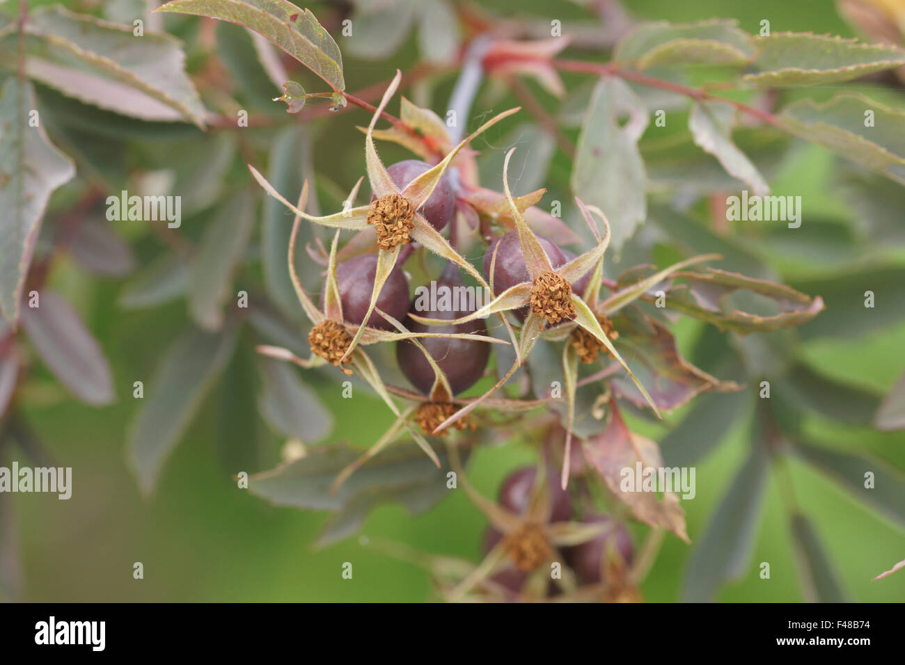 églantier rouge fleur Banque de photographies et d’images à haute ...
