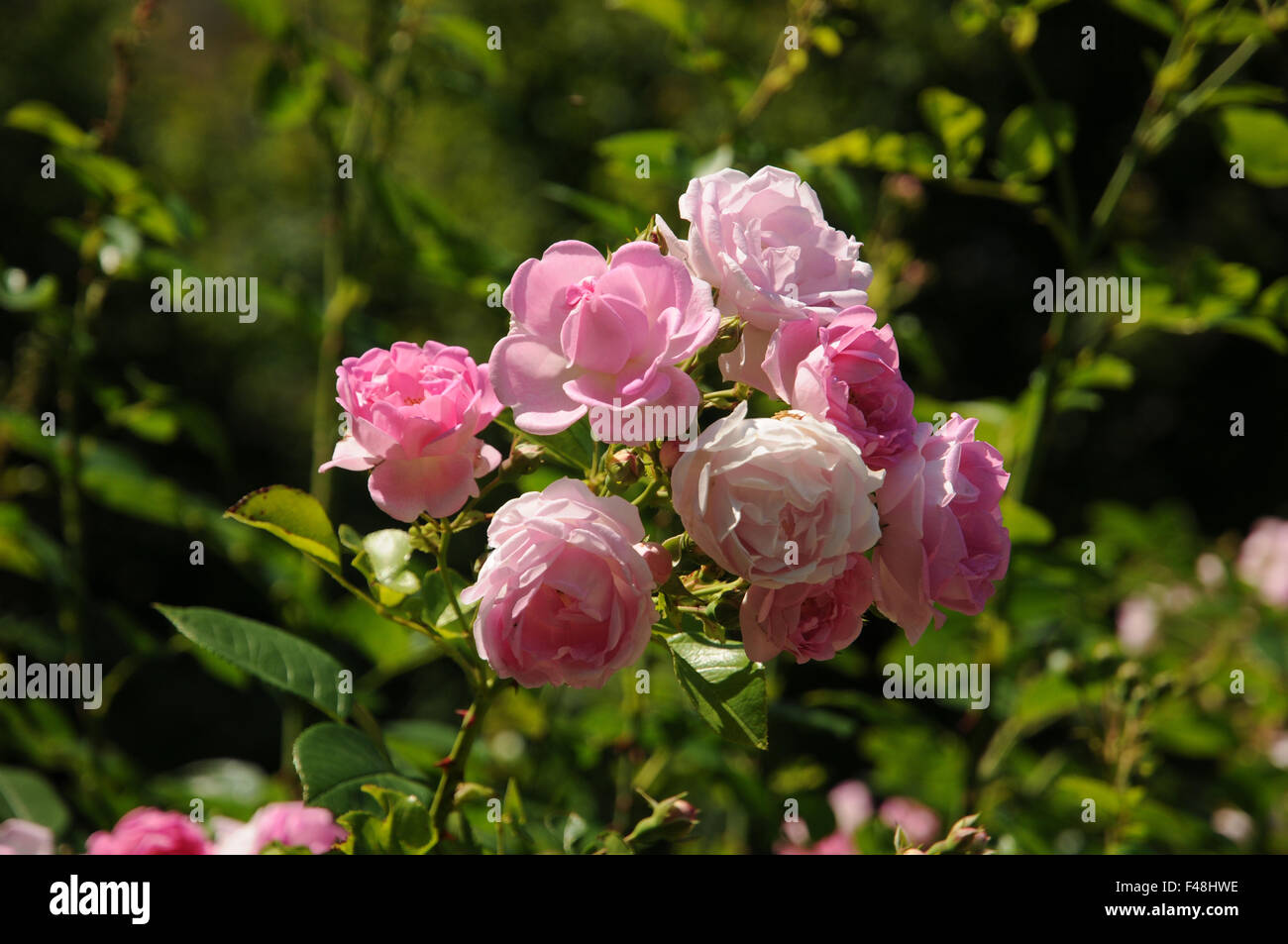 Rose jasmina Banque de photographies et d’images à haute résolution - Alamy