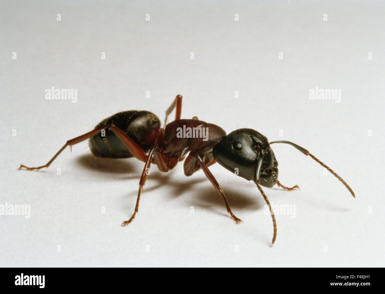 Morsure de l'antenne ant fourmis charpentières close-up image de ...