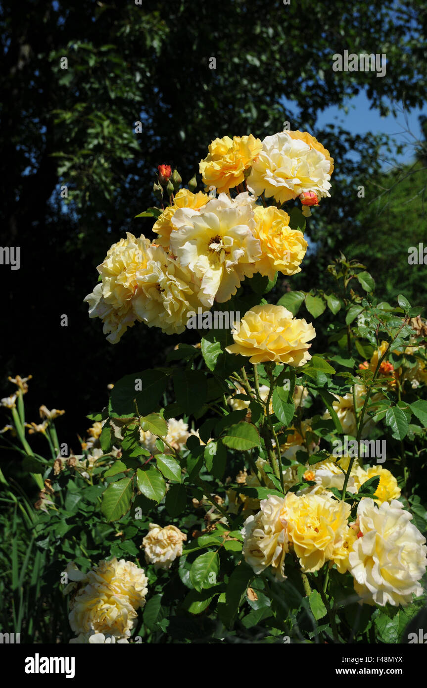 Rosa postillion Banque de photographies et d’images à haute résolution ...