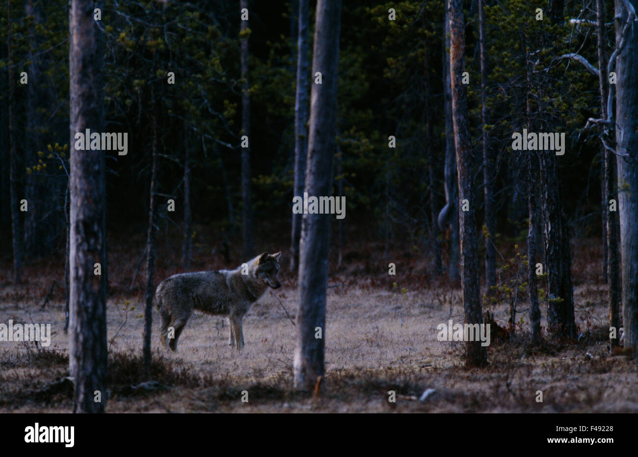 Loup dans Banque de photographies et d’images à haute résolution - Alamy