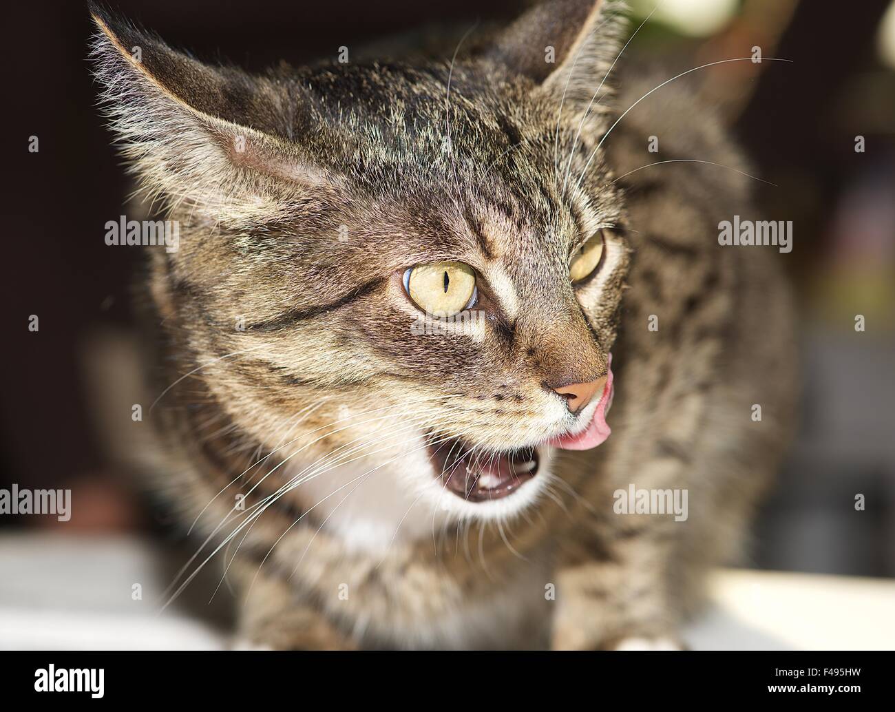 Angry cat Banque de photographies et d’images à haute résolution - Alamy