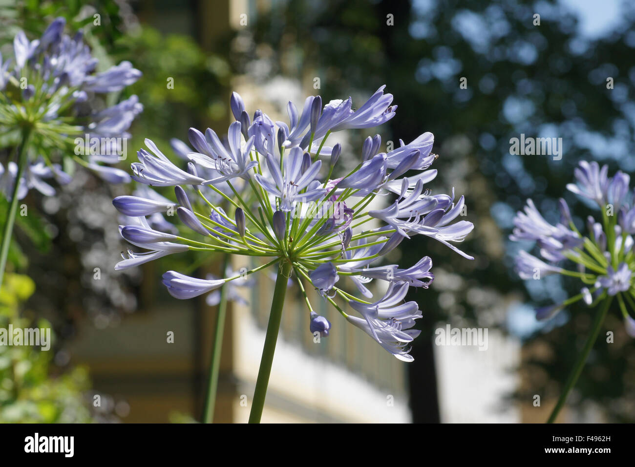 African lily Banque de photographies et d’images à haute résolution - Alamy