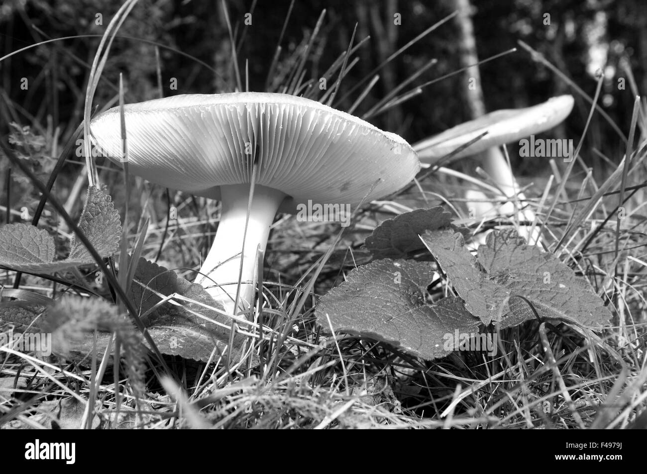 Champignons et champignons Banque d'images noir et blanc - Alamy