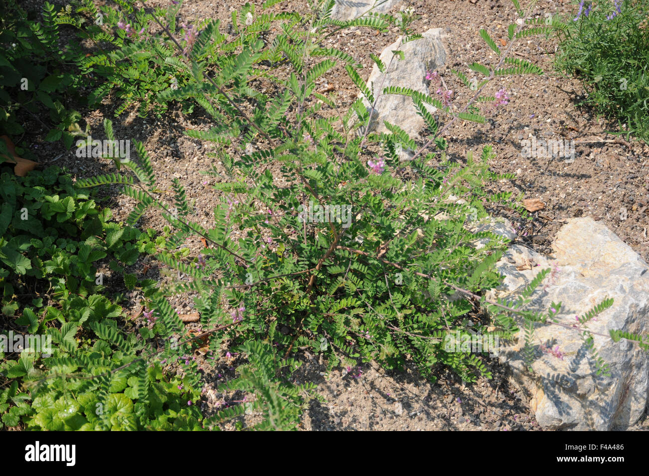 Himalayan indigo Banque de photographies et d’images à haute résolution ...