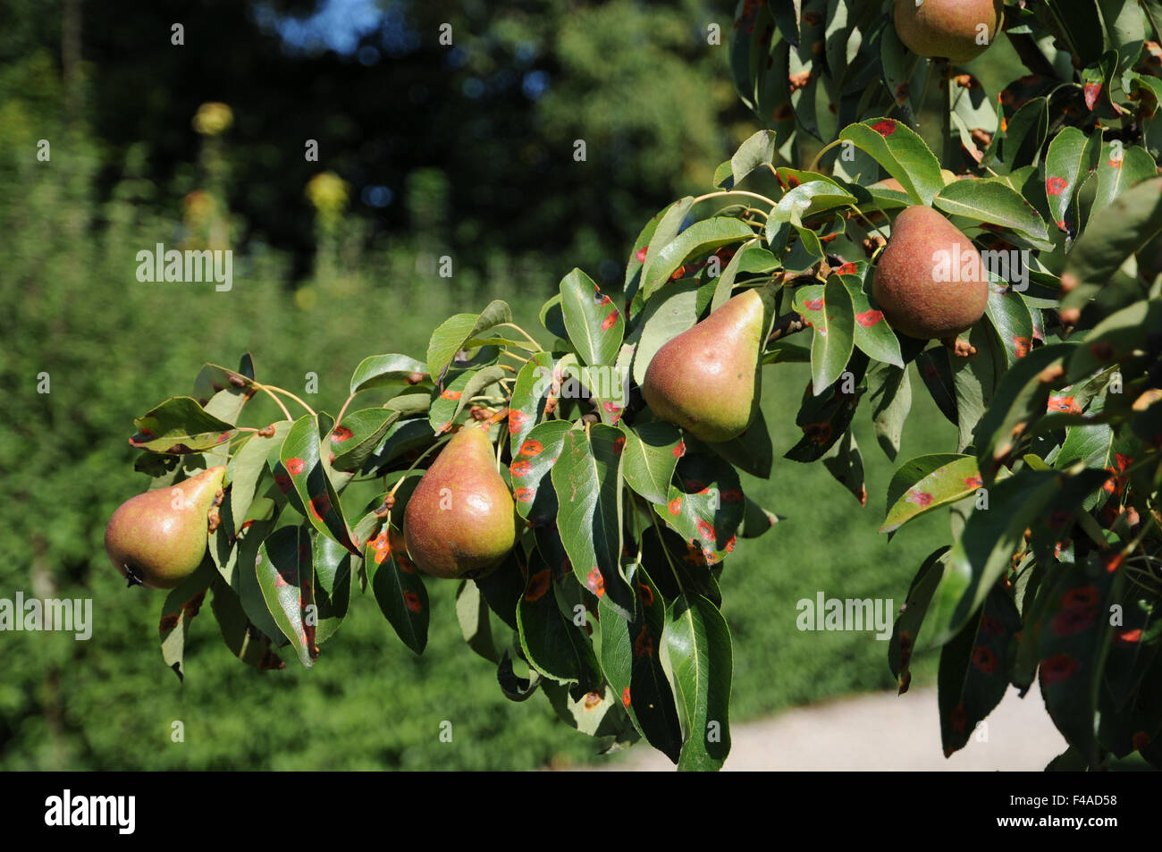 Trier ici Banque de photographies et d’images à haute résolution - Alamy
