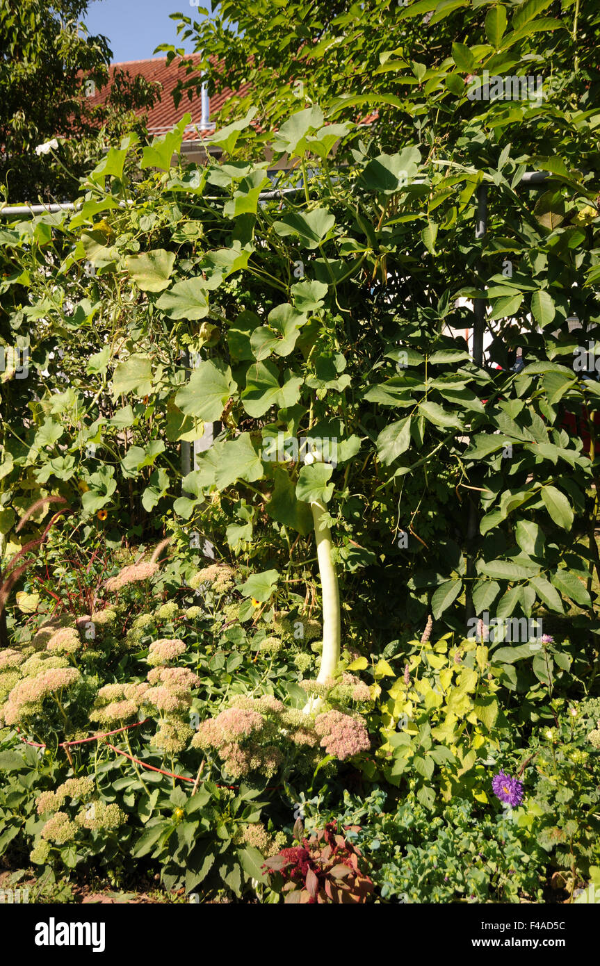 Calebasse courge longue Banque de photographies et d’images à haute ...