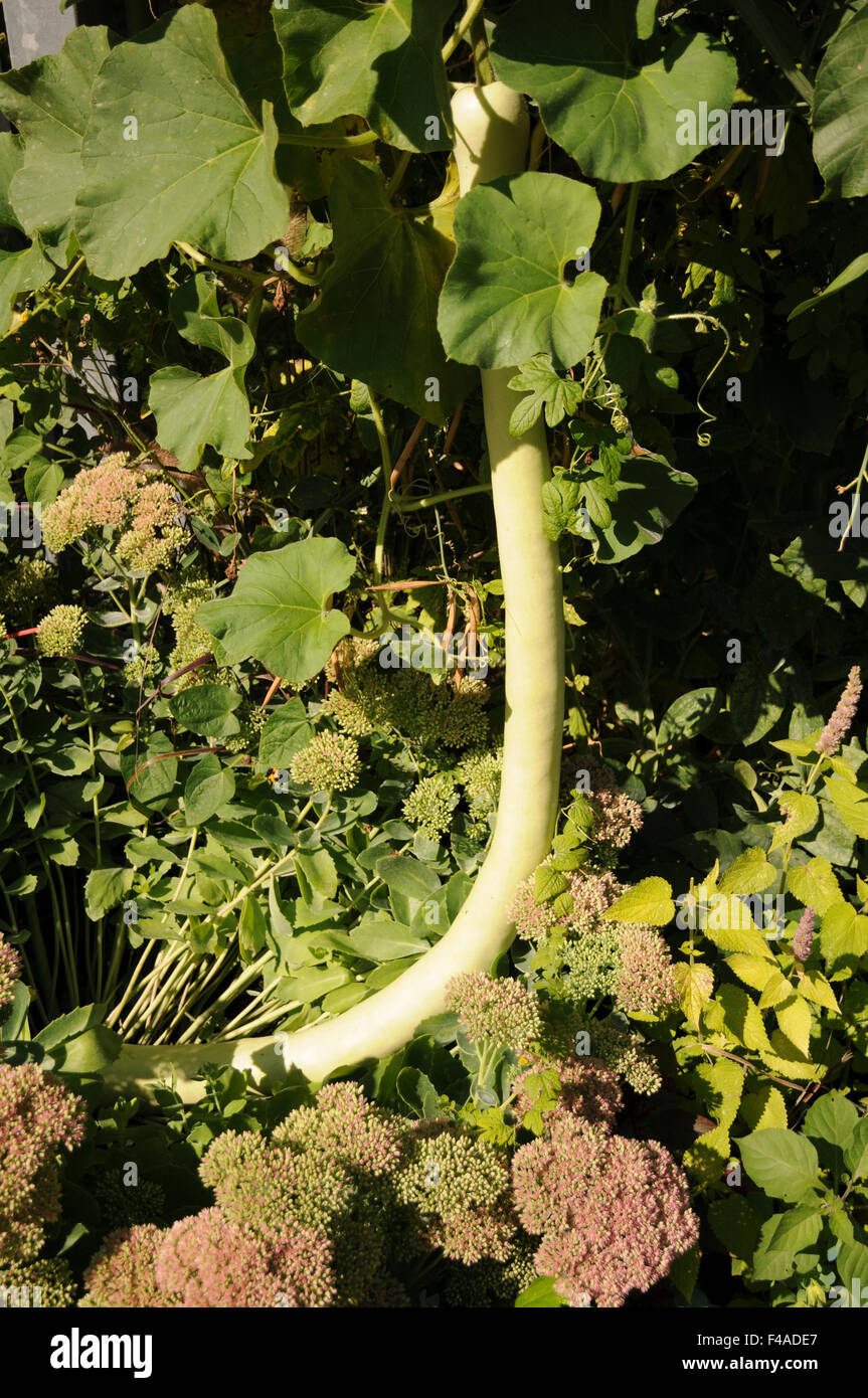 Calebasse courge longue Banque de photographies et d’images à haute résolution - Alamy
