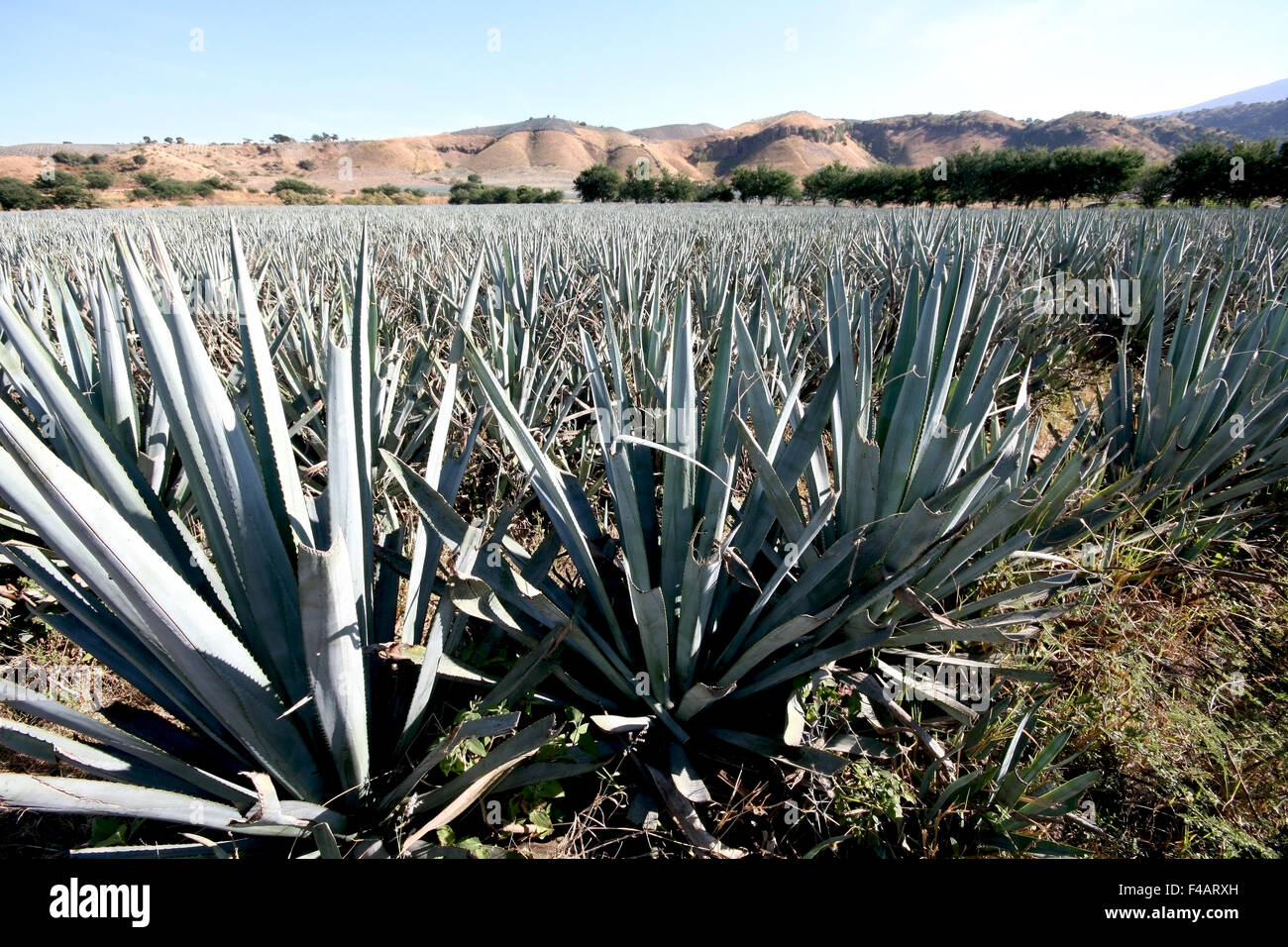 Agave azul bleu agave agave tequilana Banque de photographies et d ...